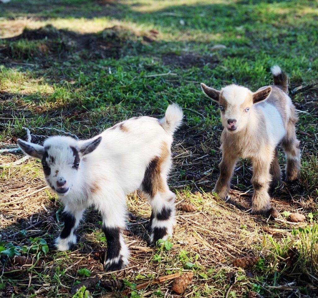 Baby Goats & Beer | Yoked Farmhouse Brewery